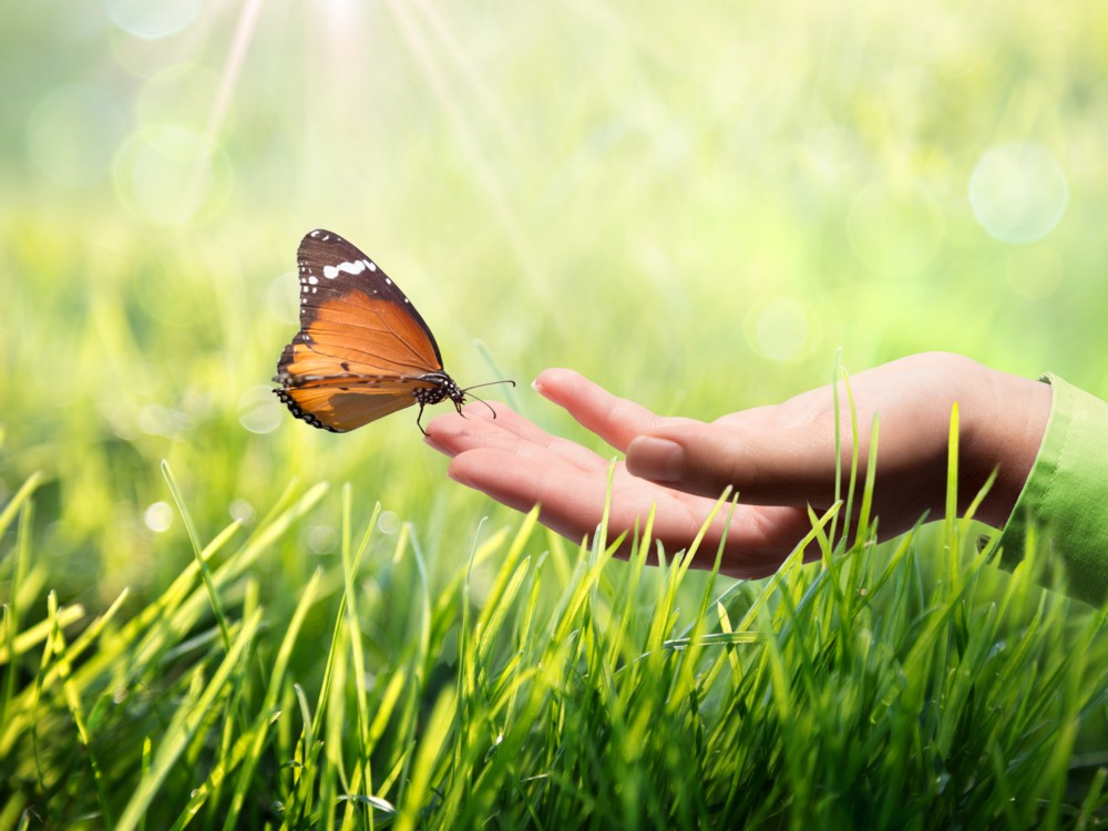 How many insects are there in the world? - Padeye