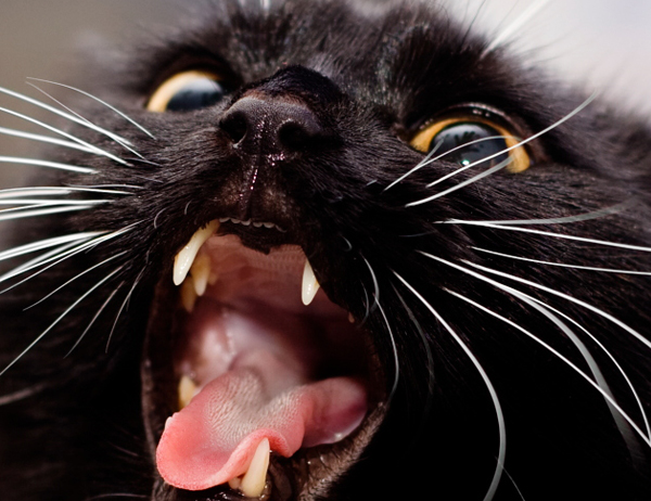 What is ailurophobia? - Padeye