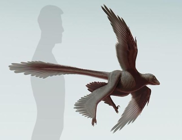 They discover the fossil of the flying dinosaur with the longest tail ...