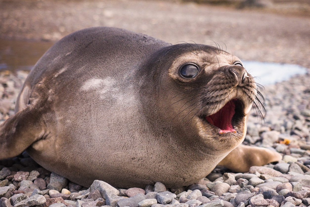 Spectacular images of seals - Padeye