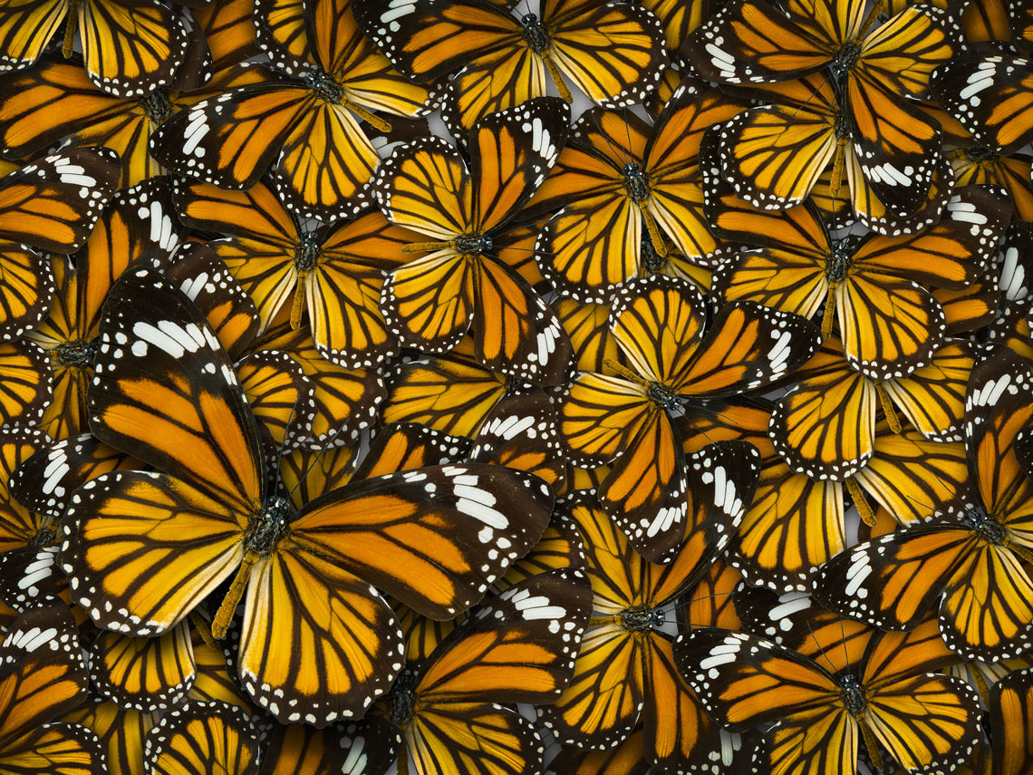 The most beautiful butterflies in the world - Padeye