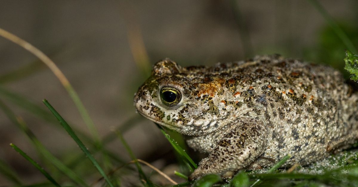 How many types of poisonous toads in Spain? - Padeye