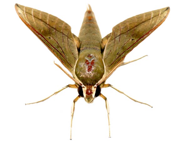 Hawk moths slow down their nervous system to see at night - Padeye