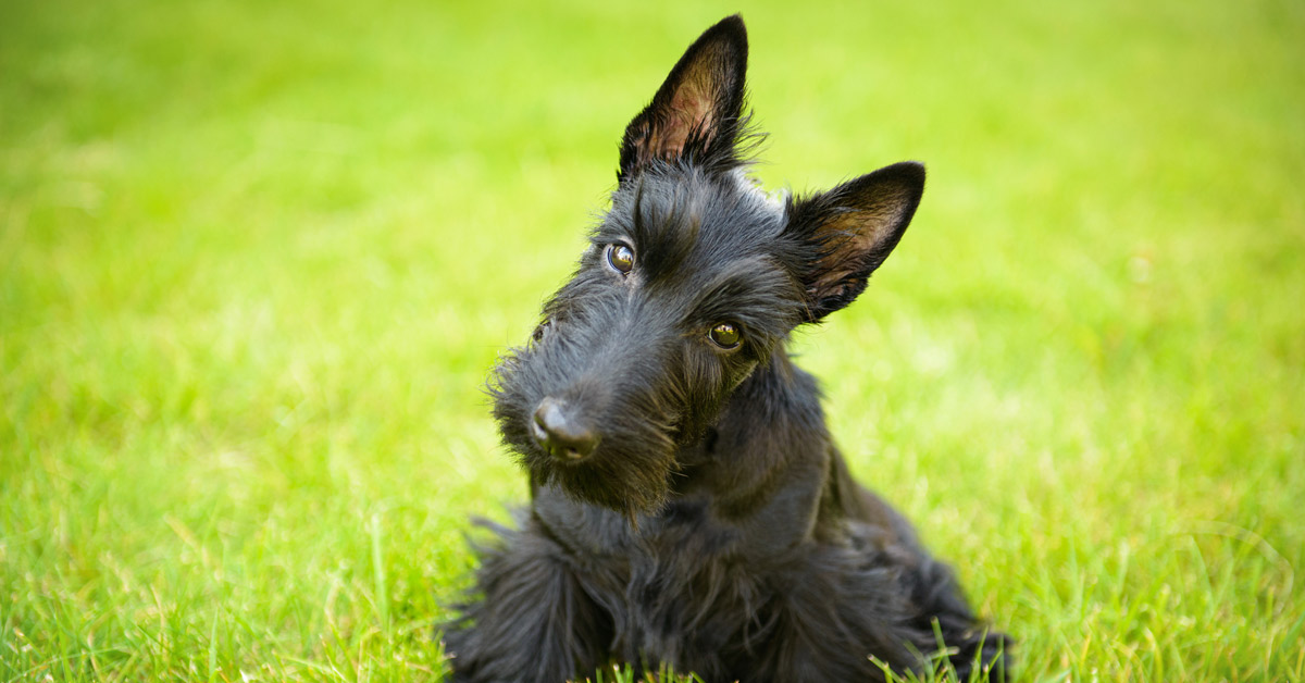 15 terrier dog breeds: characteristics and curiosities - Padeye