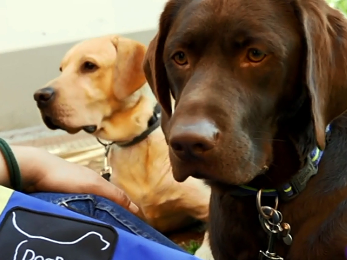 Meet Brownie, Adrián's assistance dog - Padeye