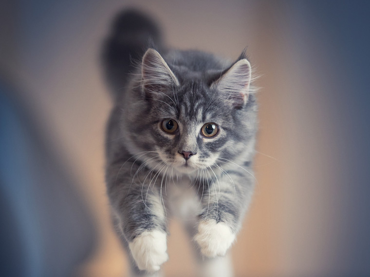 Where does it come from that cats have 7 lives? - Padeye