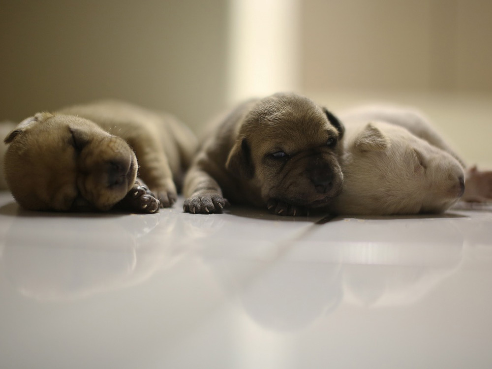 This is the neonatal period of the puppy - Padeye