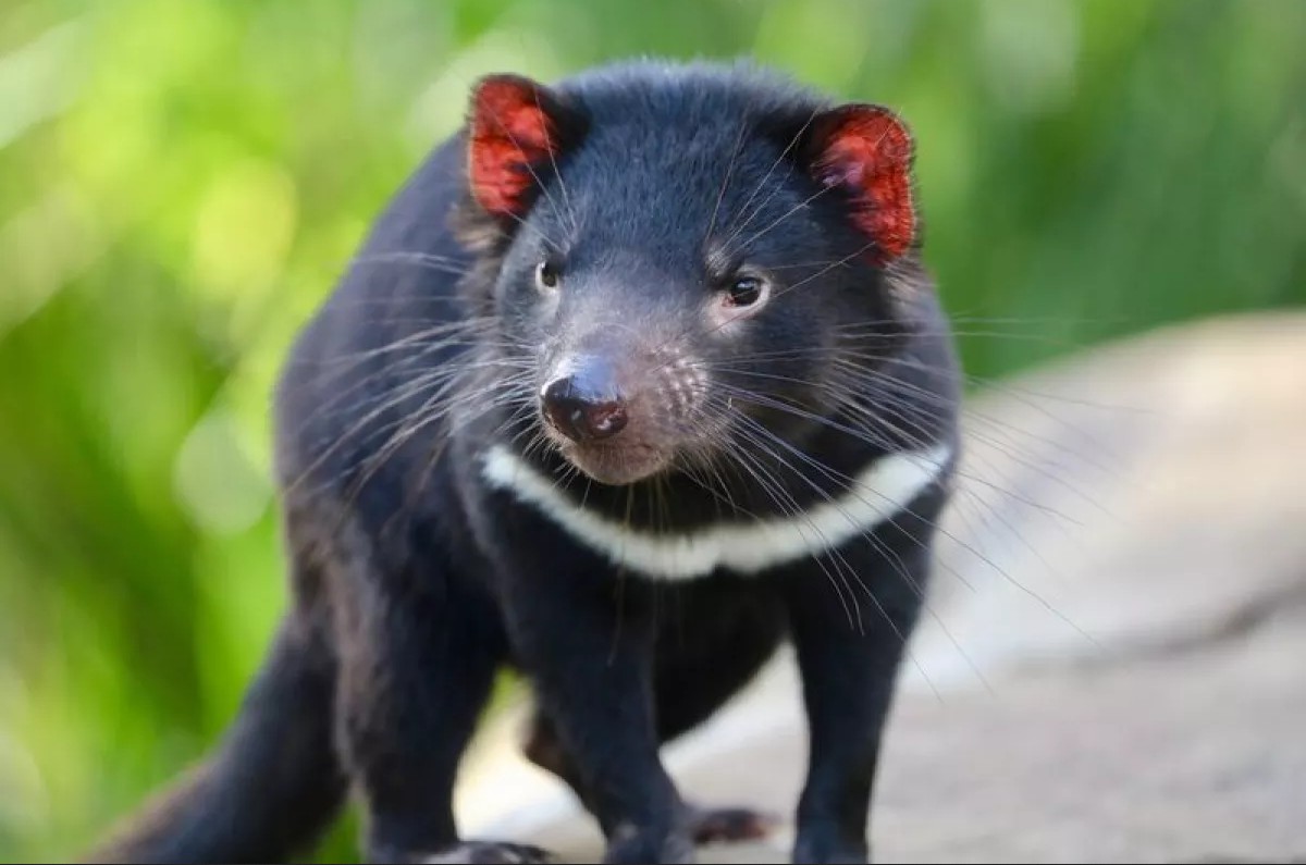 The first Tasmanian devil pups are born in Australia after 3,000 years ...