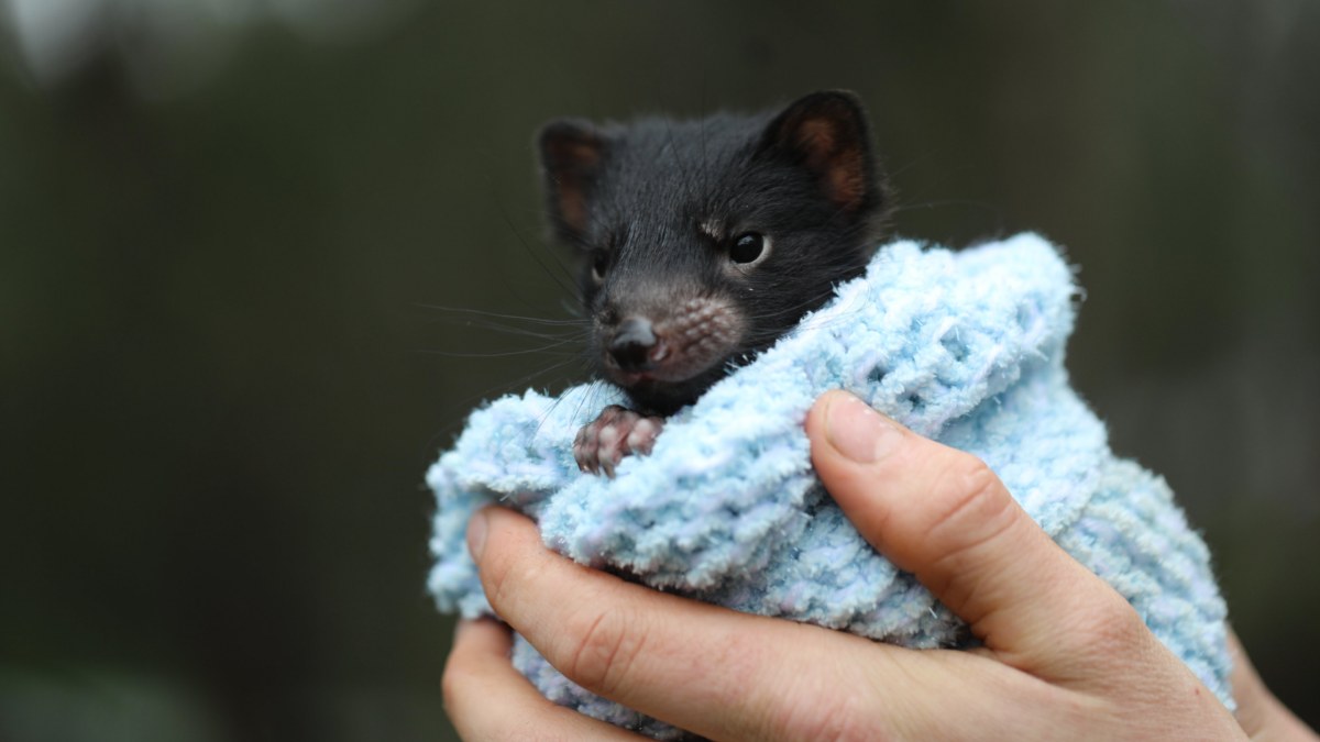 The first Tasmanian devil pups are born in Australia in 3,000 years ...