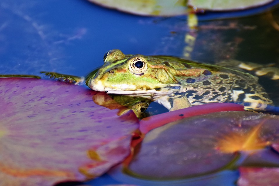 What is the skin of amphibians like and what is its function? - Padeye