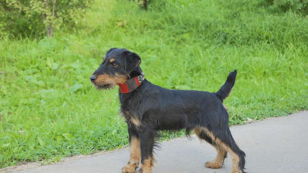 These are the 50 most popular dog breeds in Germany - Padeye