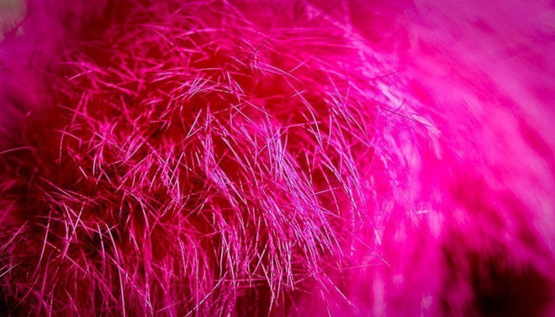 Magenta color: curiosities and how to achieve it - Padeye