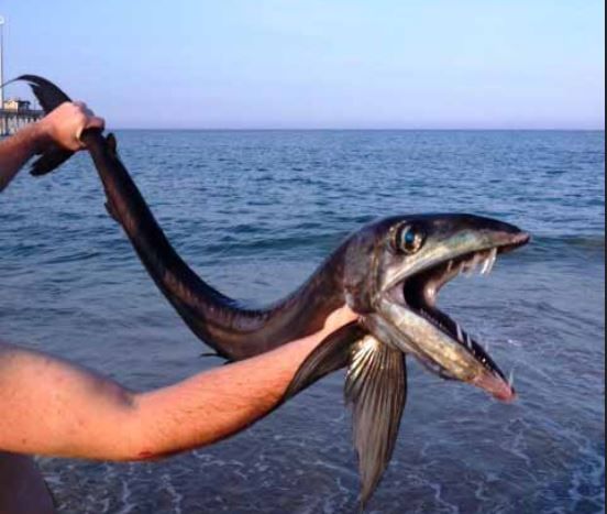 North Carolina State Fish - Padeye