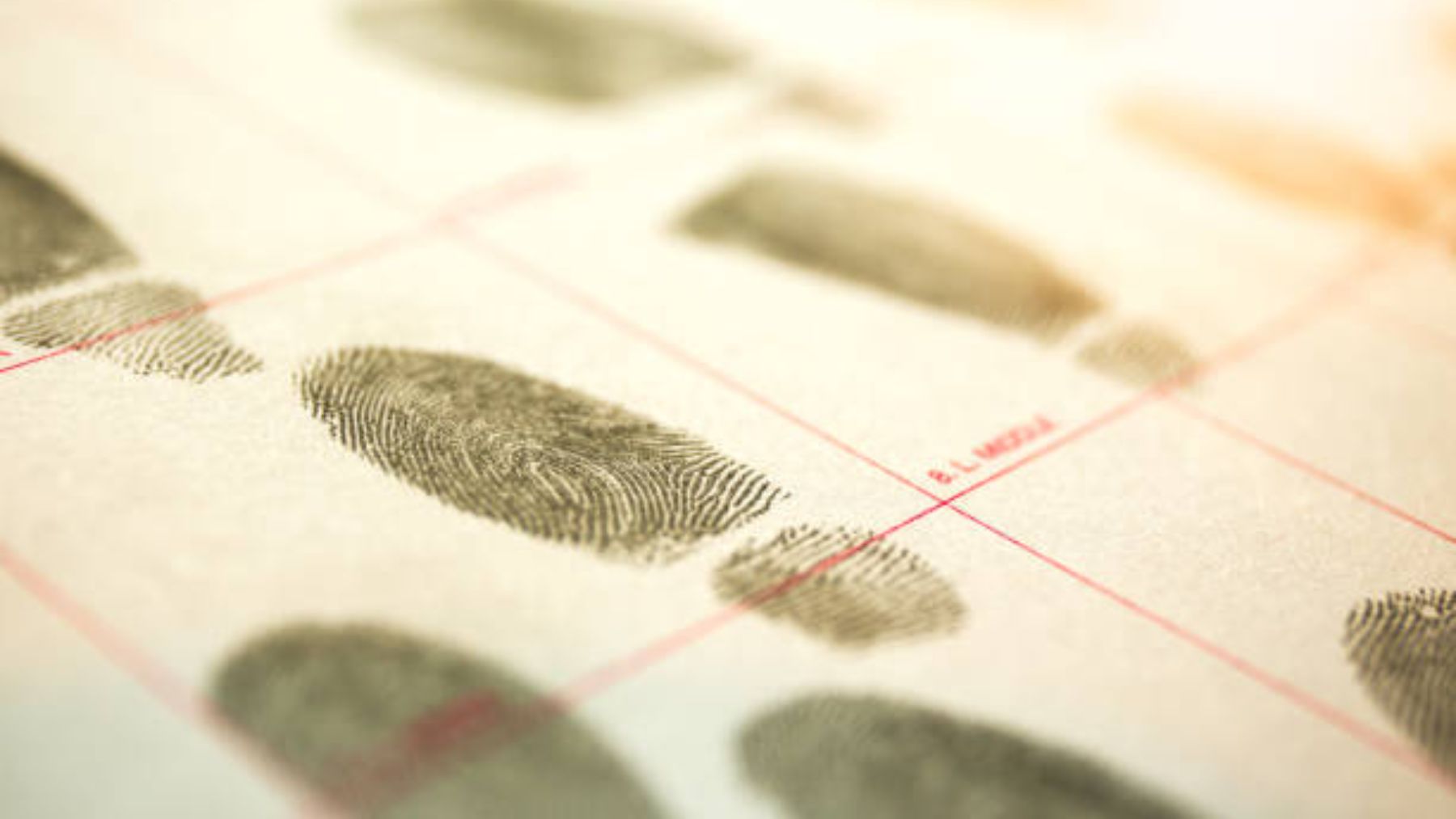 How Are Fingerprints Formed And How Can They Be Recovered Padeye How Are Fingerprints Formed And How Can They Be Recovered Padeye