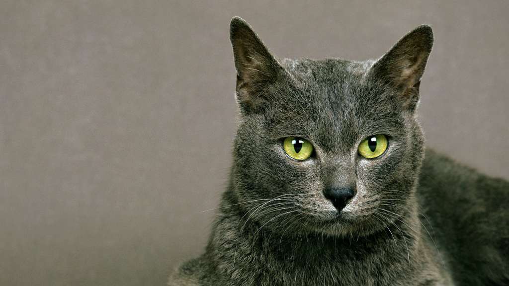 These are the most popular cat breeds in Germany - Padeye