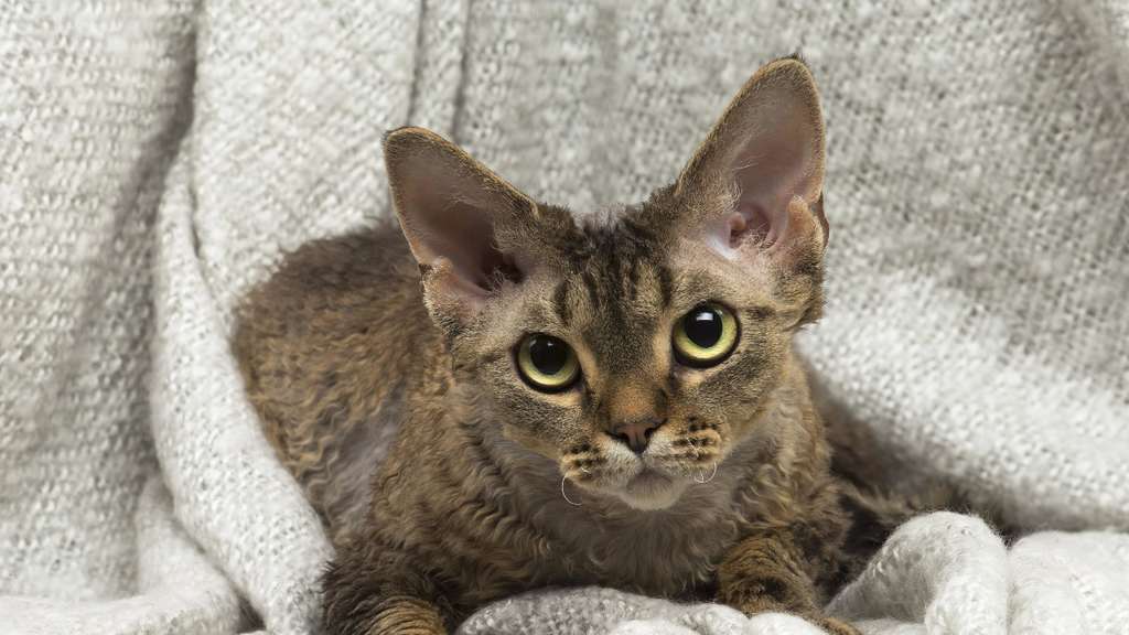 These are the most popular cat breeds in Germany - Padeye