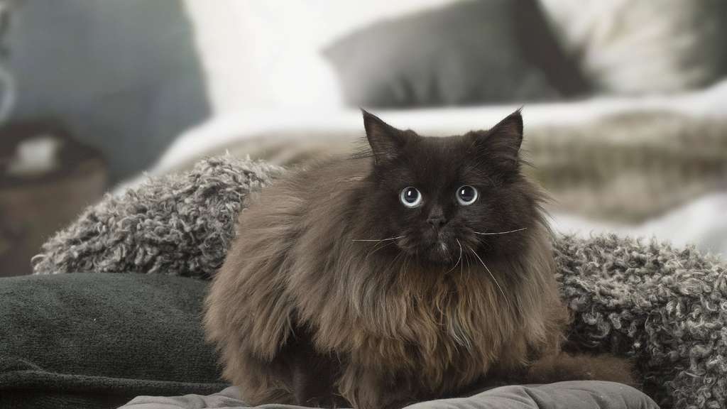 These are the most popular cat breeds in Germany - Padeye