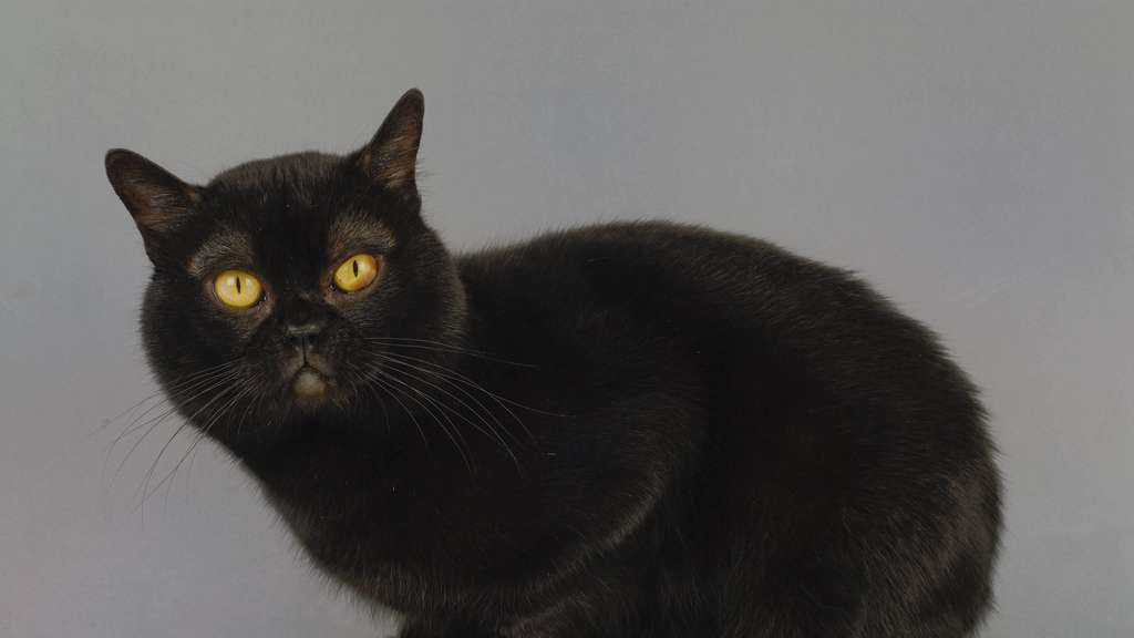 These are the most popular cat breeds in Germany - Padeye