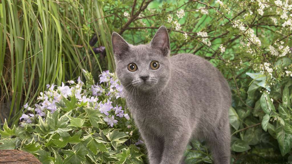 These are the most popular cat breeds in Germany - Padeye