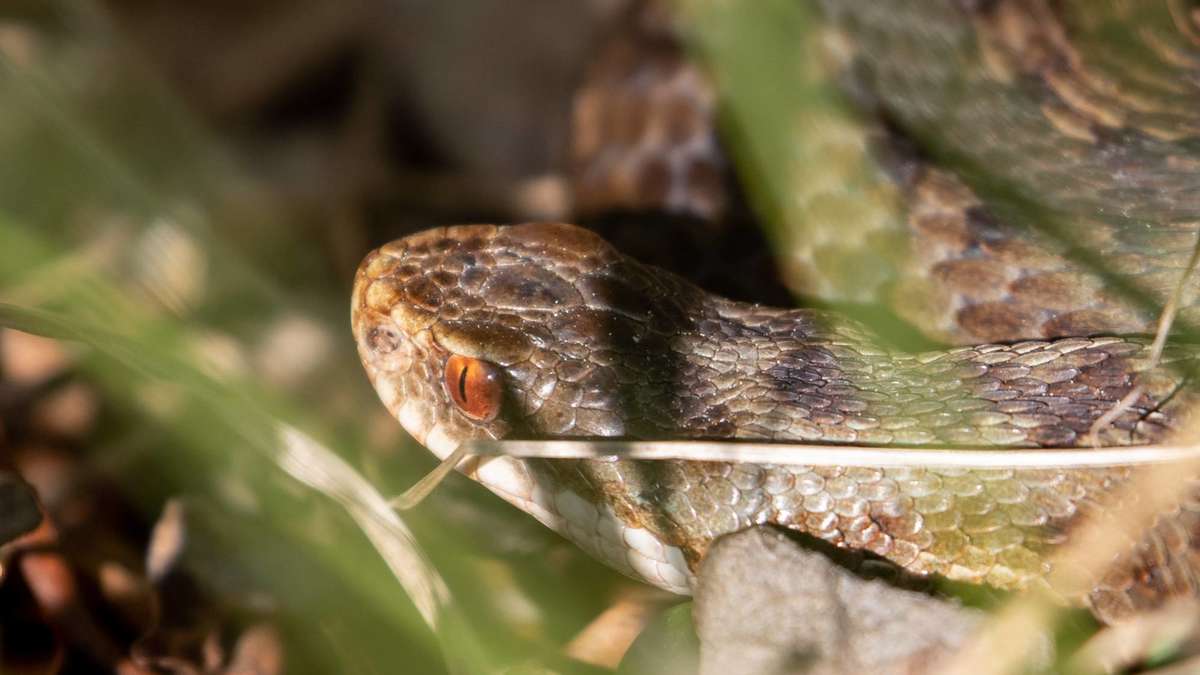 Adder: poisonous snake in Germany - a bite is so dangerous - Padeye
