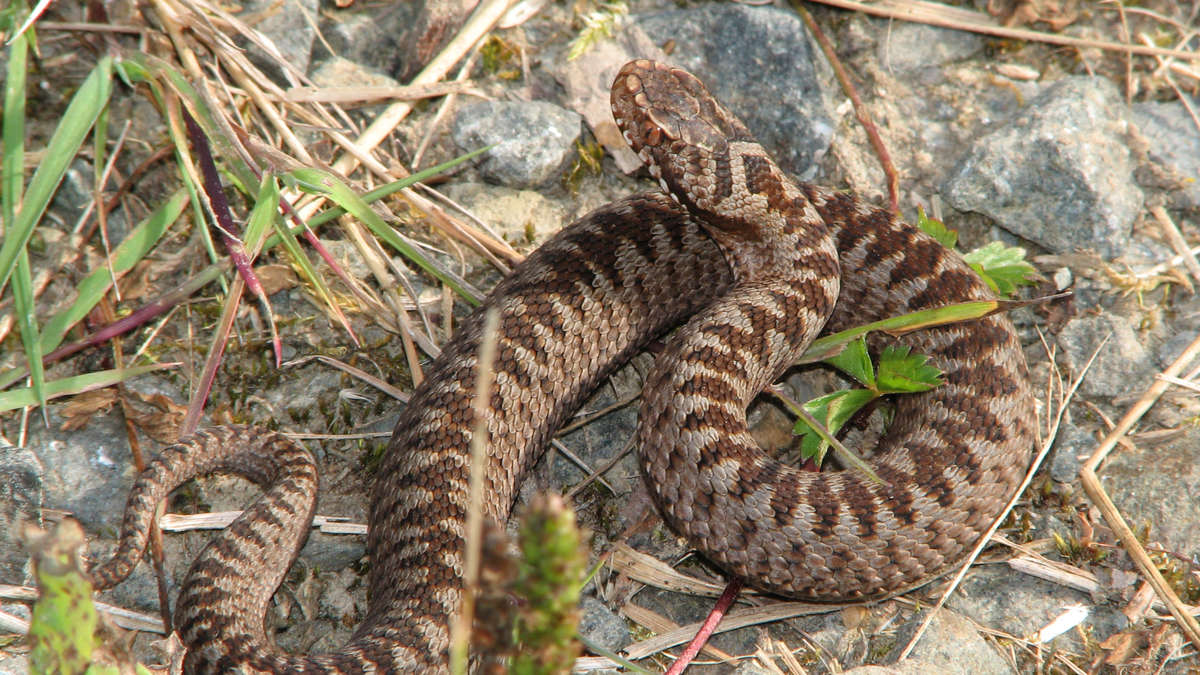 Caution: These are the 11 most poisonous animals in Germany - Padeye