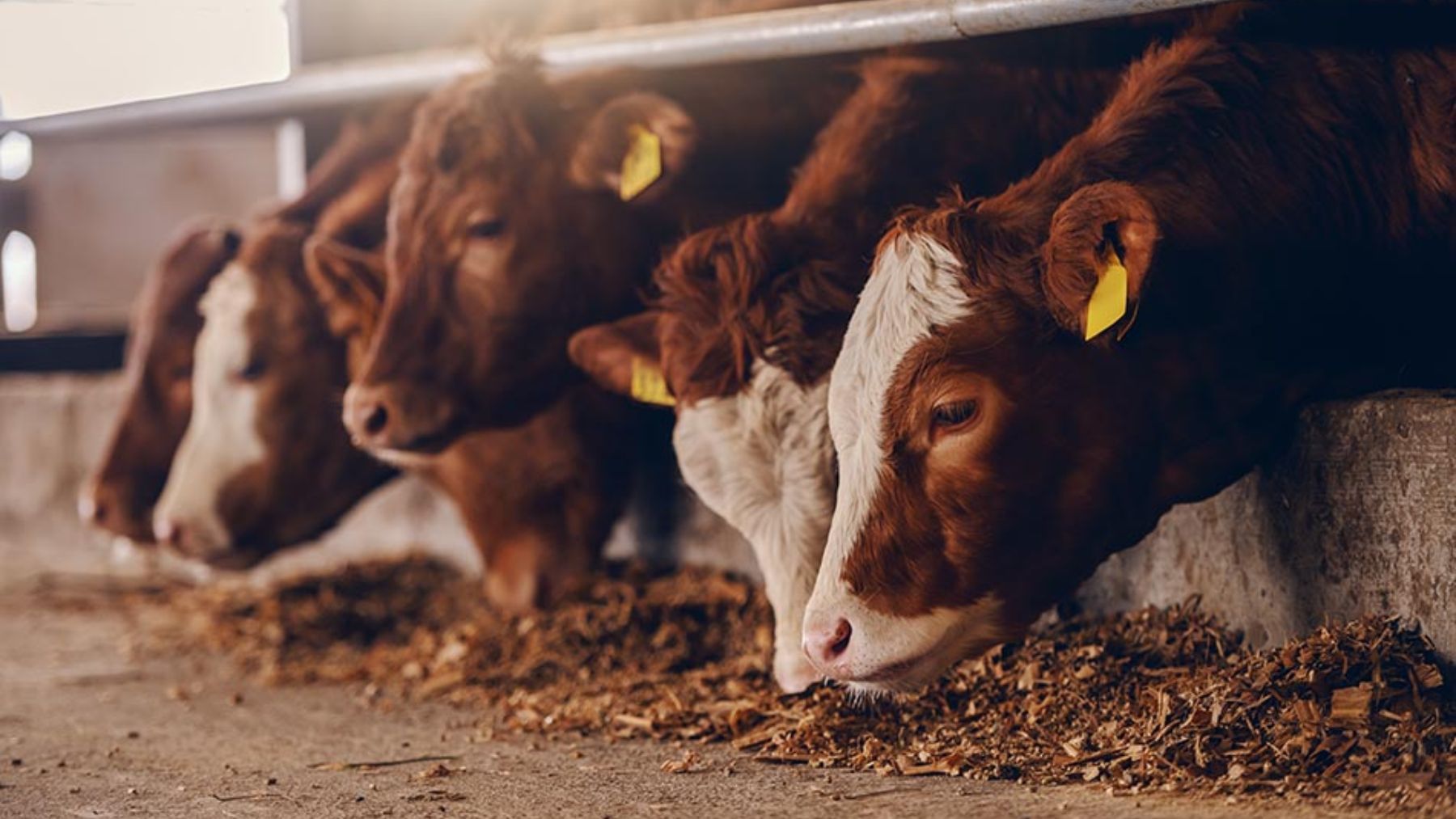 This is how digestion works in ruminants - Padeye