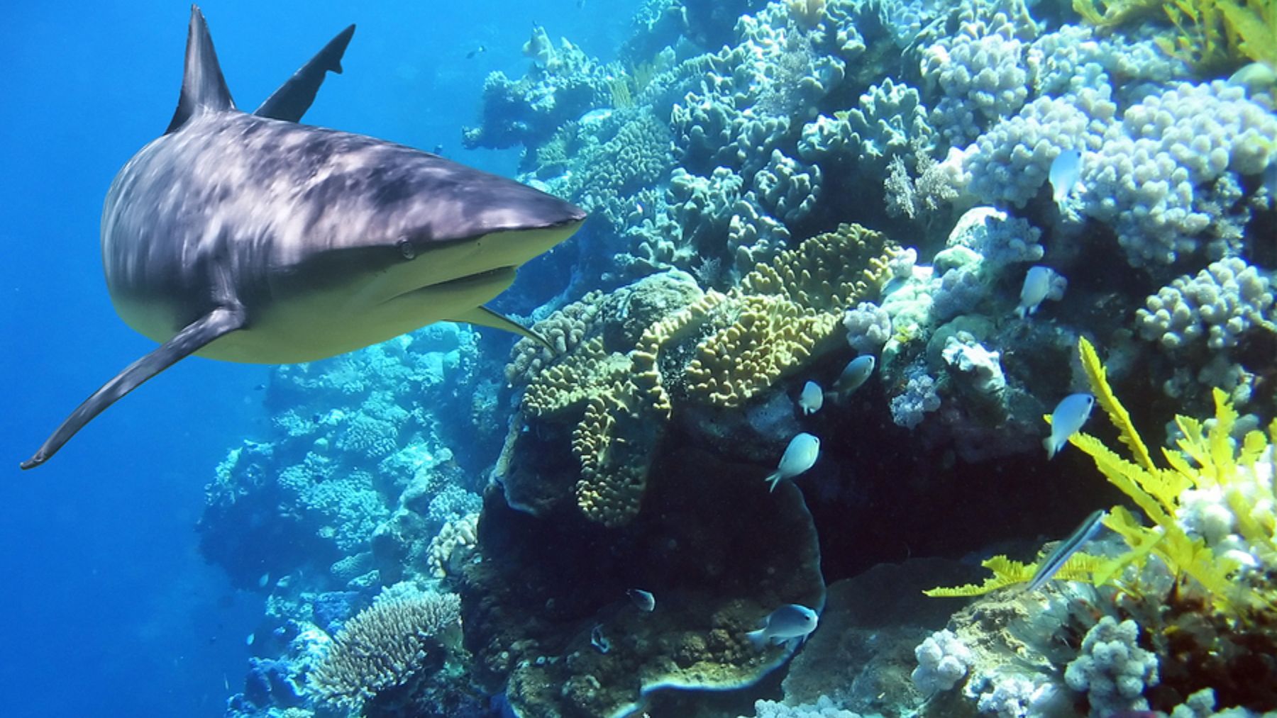 Why are sharks important to marine ecosystems? - Padeye