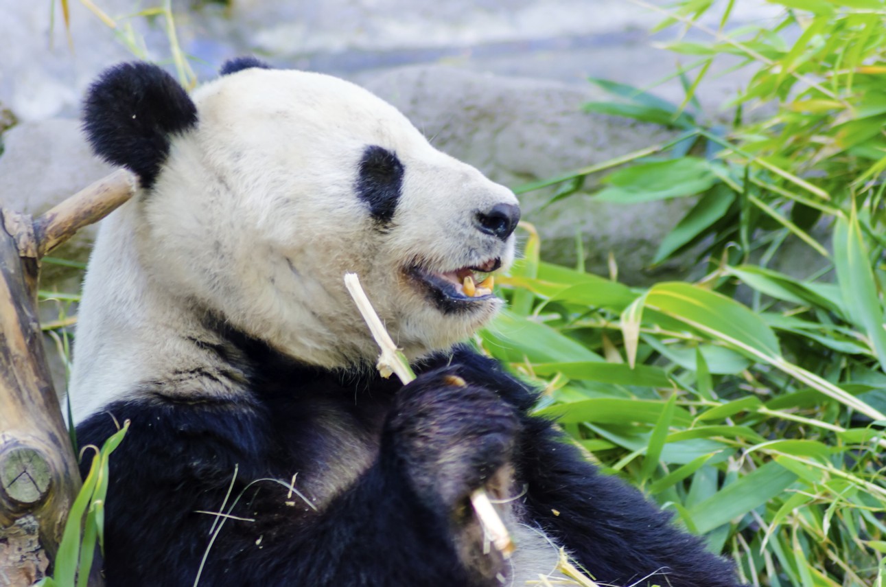 Giant panda gives birth to 'plump pink' twins - Padeye