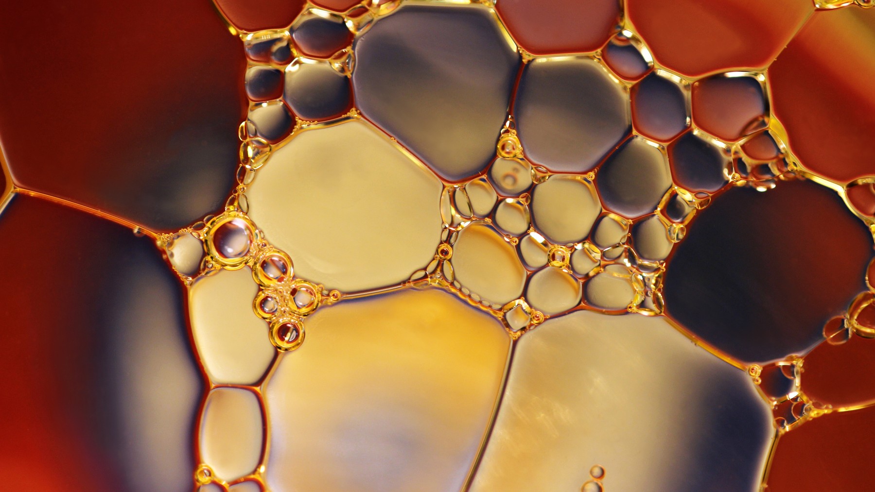 Find out what the world's deadliest poison is and where it is found ...