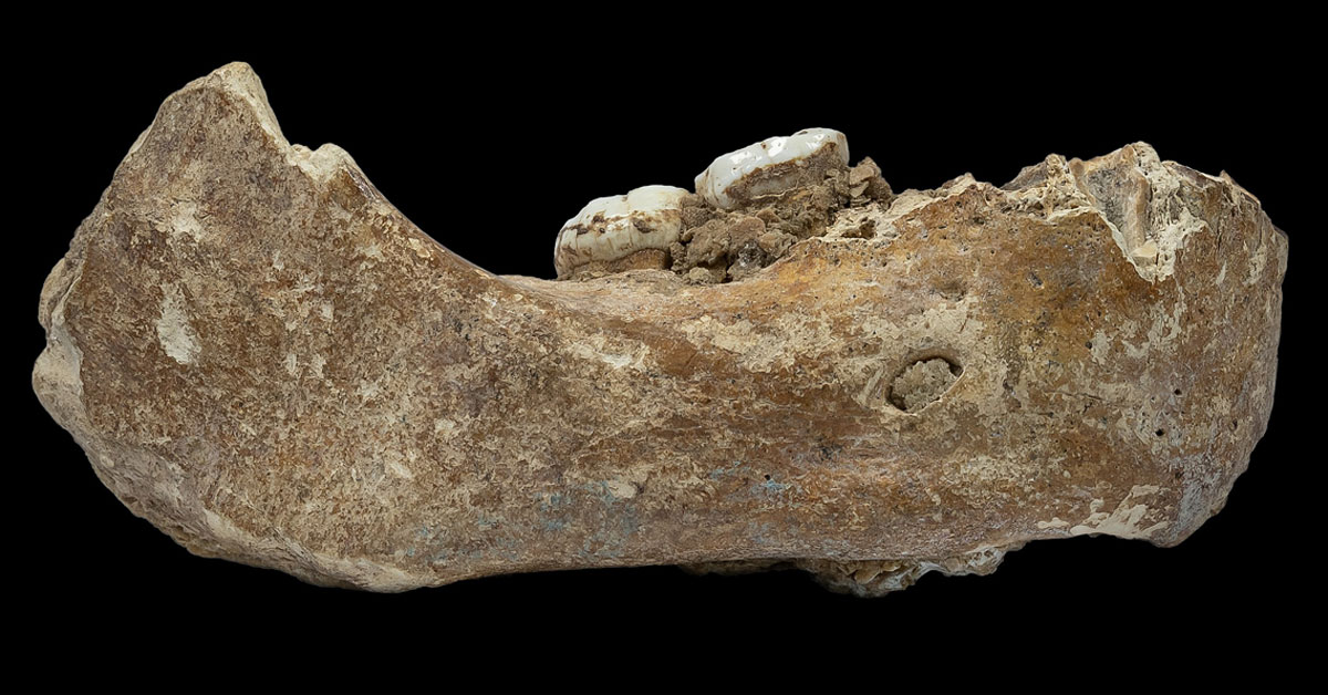 These are the humans with the highest Denisovan DNA - Padeye