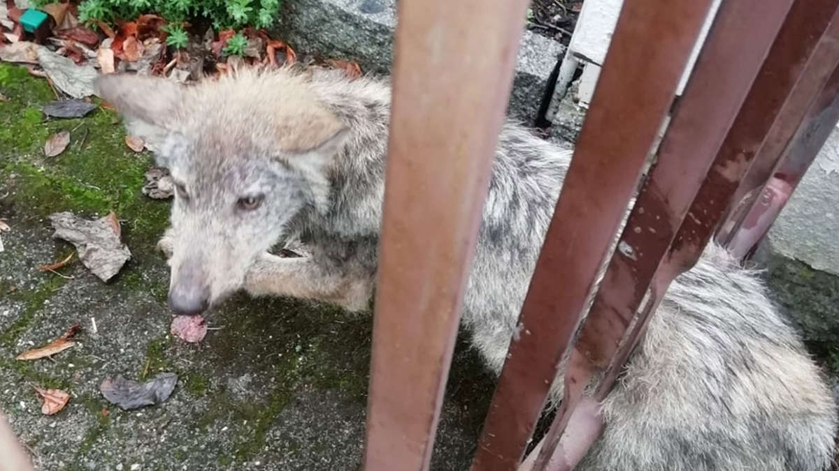 Rare photo: Lost wolf pup is in a tricky position - Padeye