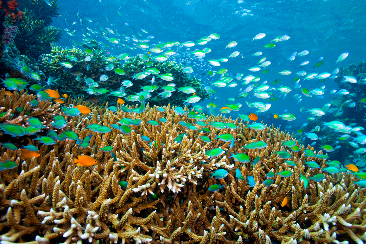 Underwater friendship: a key factor for survival - Padeye