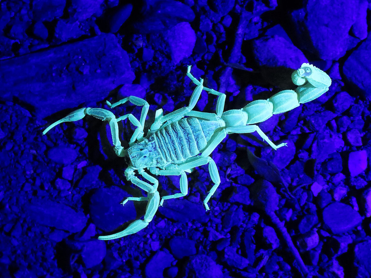 Fluorescence: the secret power of scorpions - Padeye