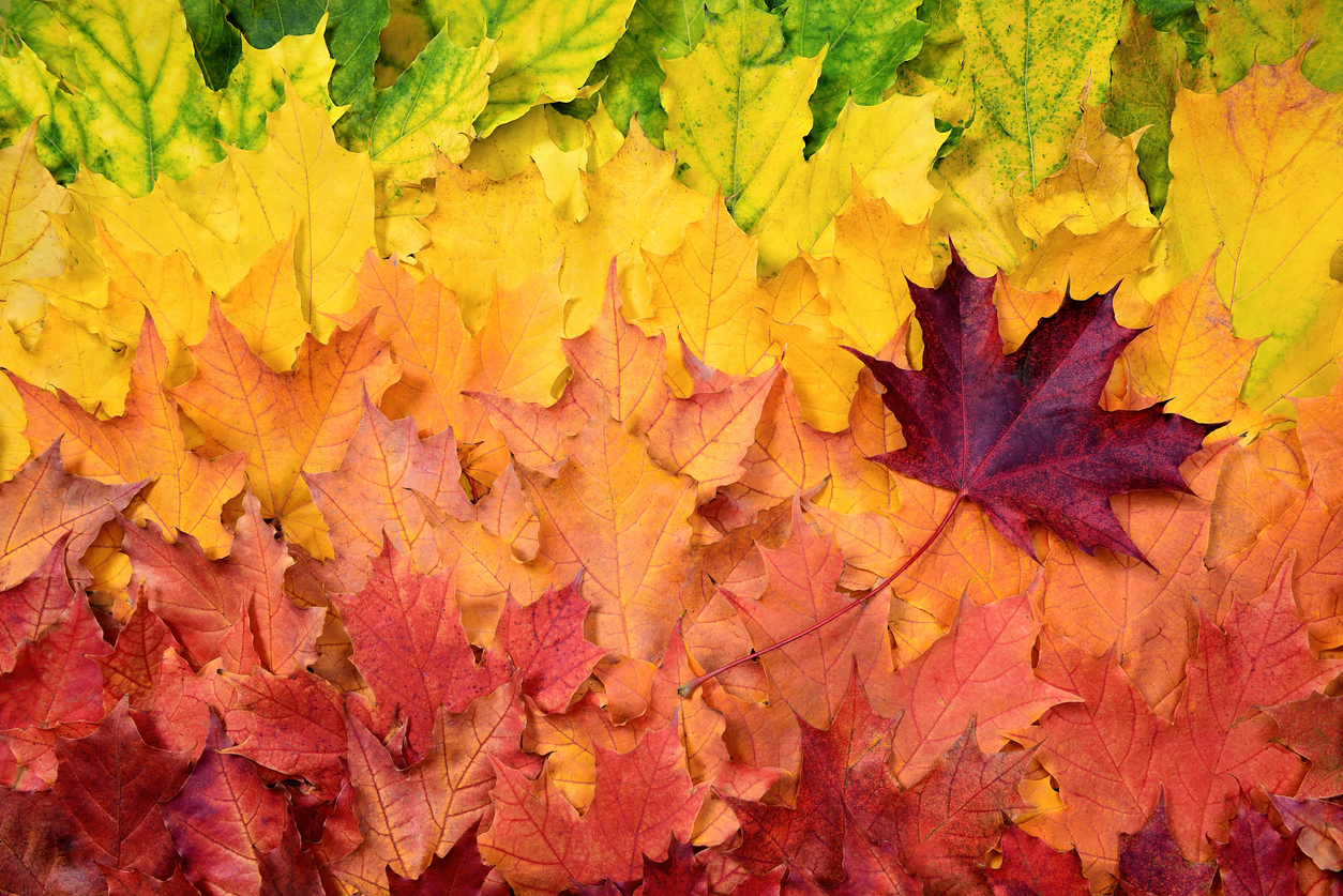 Why do the leaves change color in autumn? - Padeye