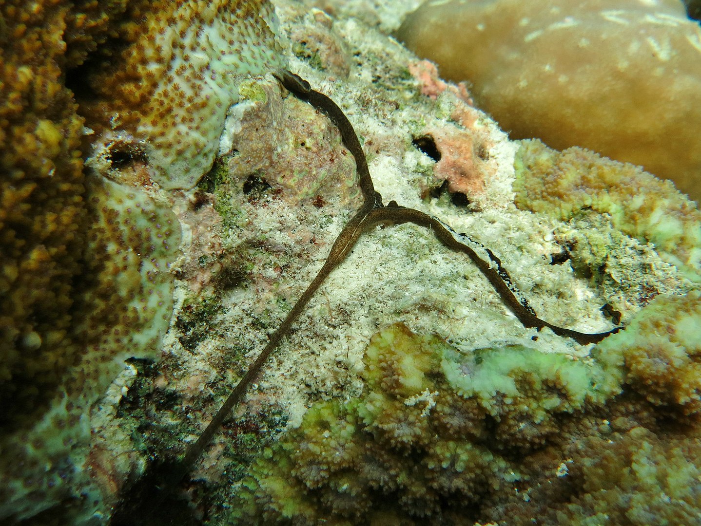 Do you know the strangest marine worm? - Padeye