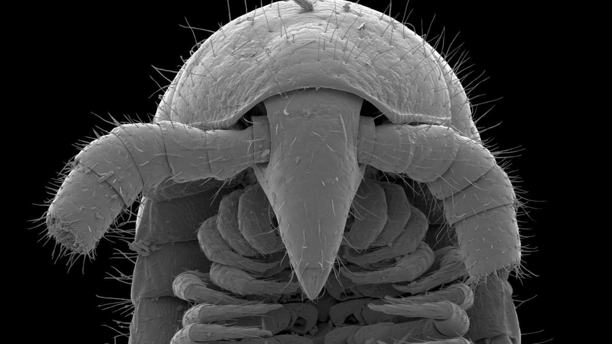 Experts are amazed: this animal discovery is a sensation - Padeye