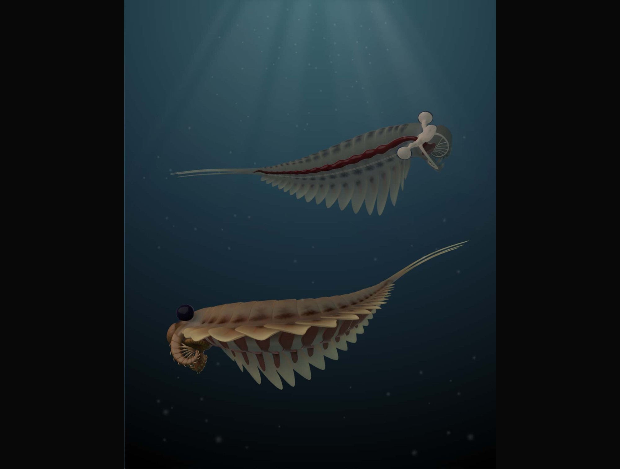 They find the fossilized brain of an amazing creature from 500 million ...