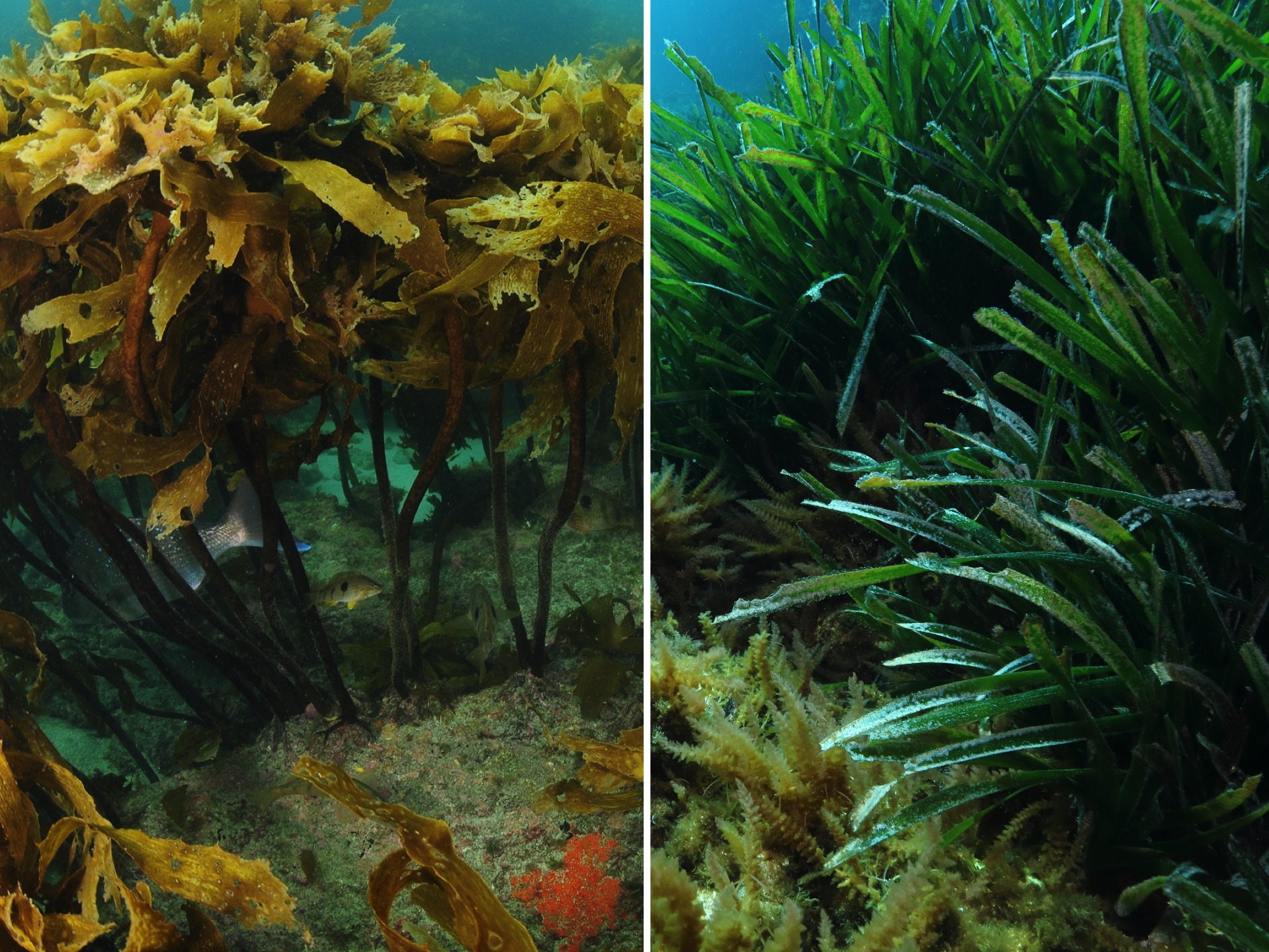 What differentiates an algae from an aquatic plant? - Padeye