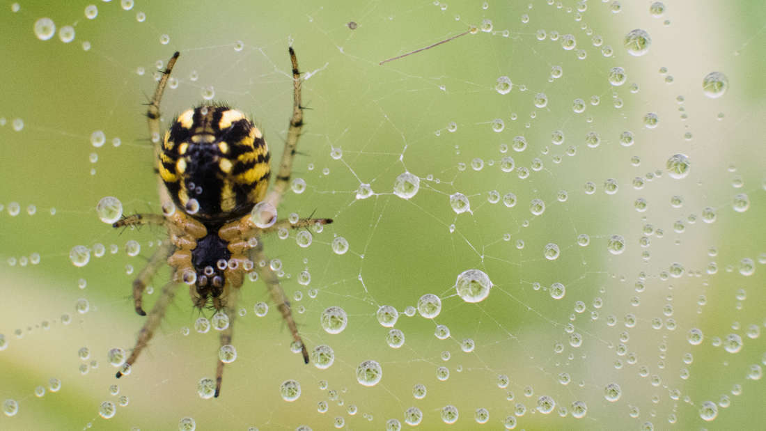 Poisonous wasp spider spreads in Germany - as a harbinger of climate ...
