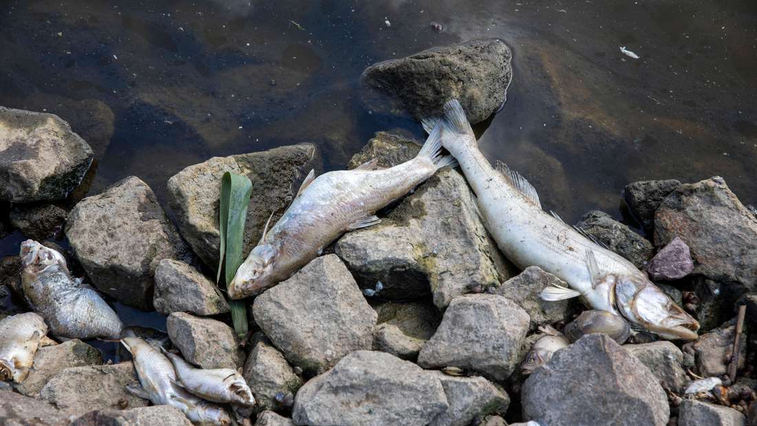Fish deaths in the Oder: Baerbock with a clear demand for Poland ...