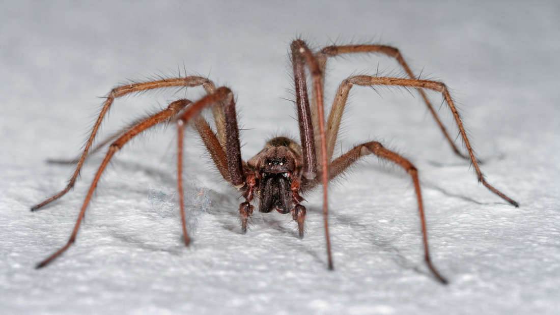 Nosferatu or house angle spider? Simply distinguish by these ...