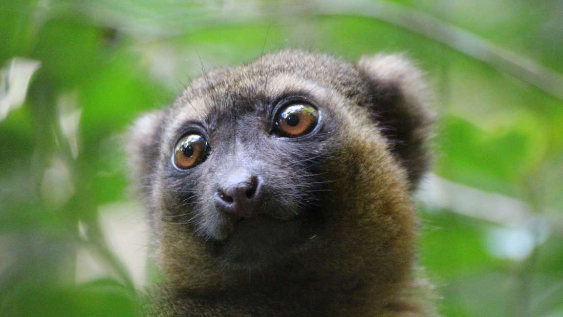 Climate crisis and deforestation are driving arboreal primates to the ...