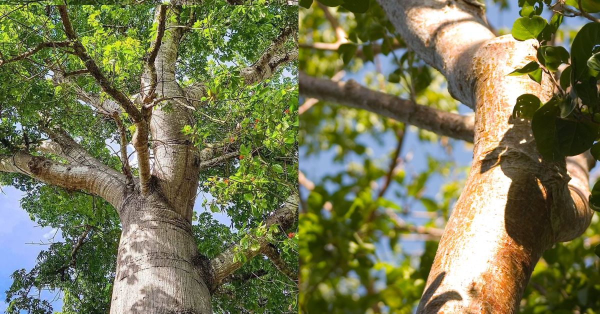 The truth behind the legend of the Chechen and Chaká Mayan trees - Padeye