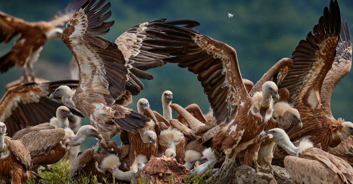 What is a dunghill? - Padeye