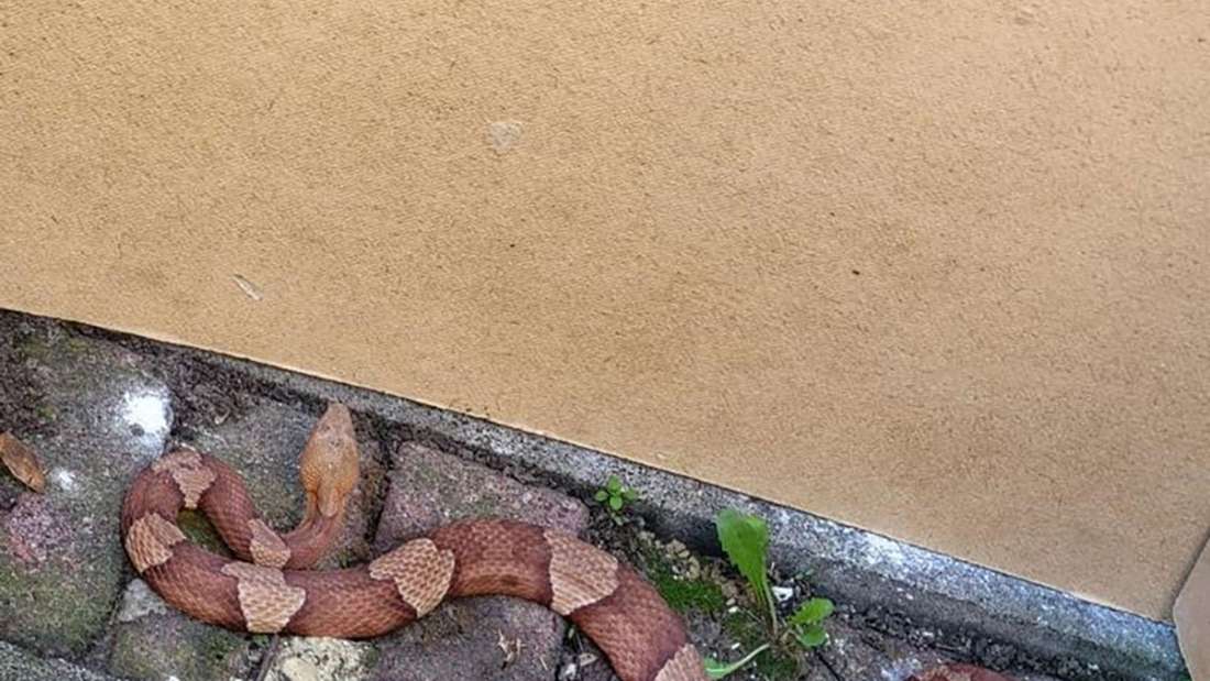 Poisonous snake between glass containers - Padeye