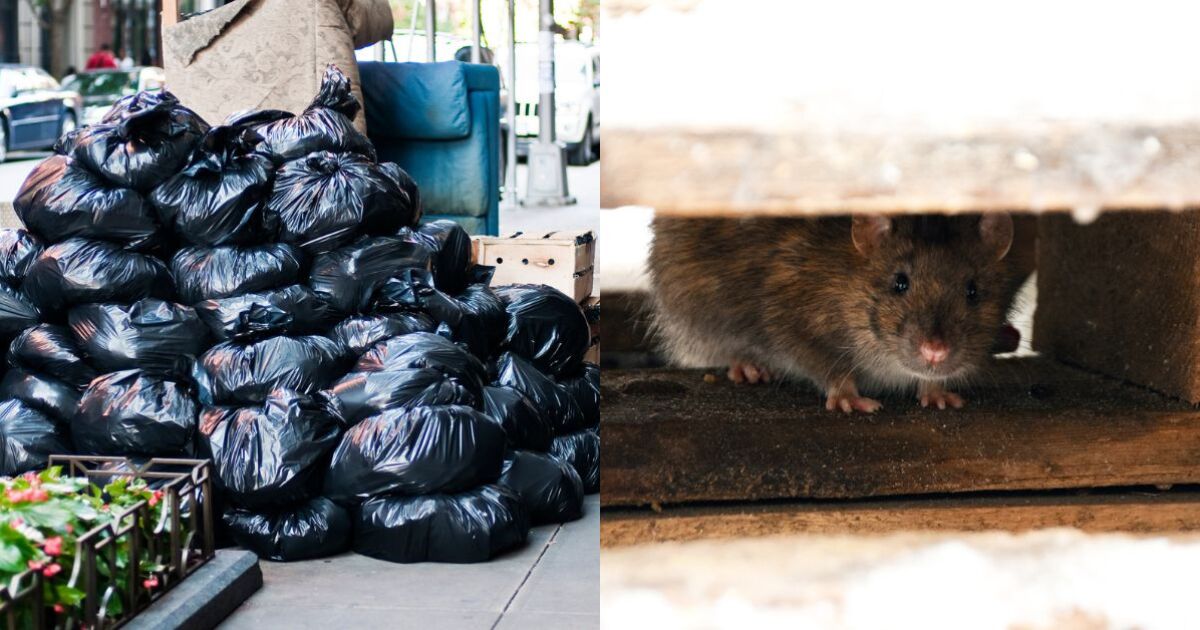 New York changes its garbage collection schedules due to a plague of ...