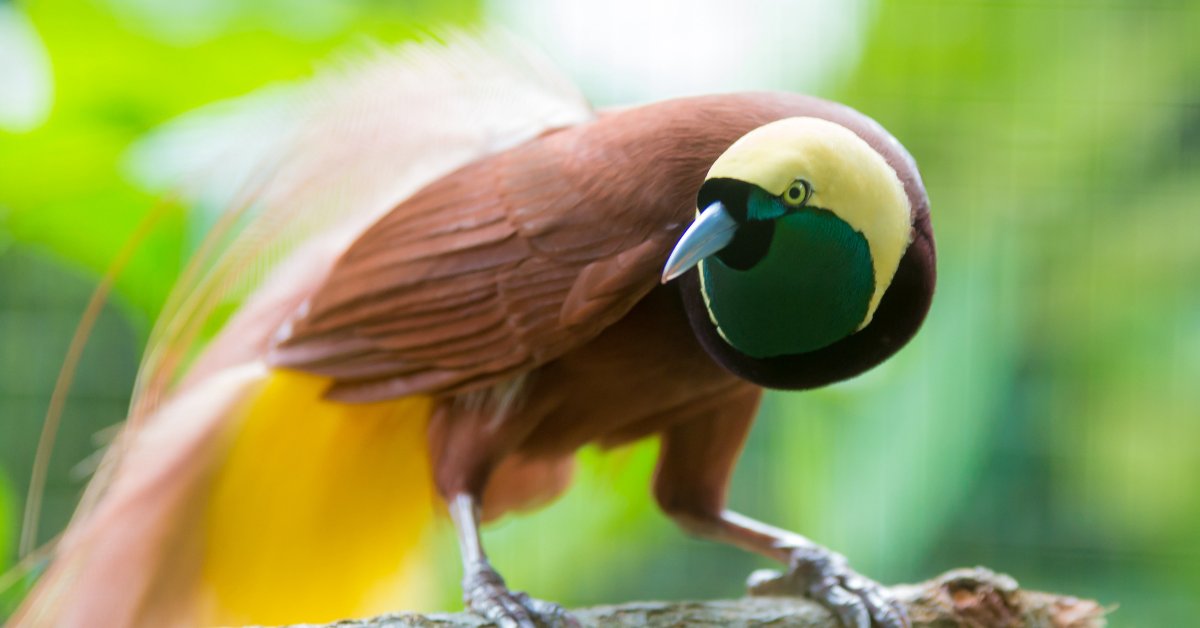 What is the origin of feathers? - Padeye